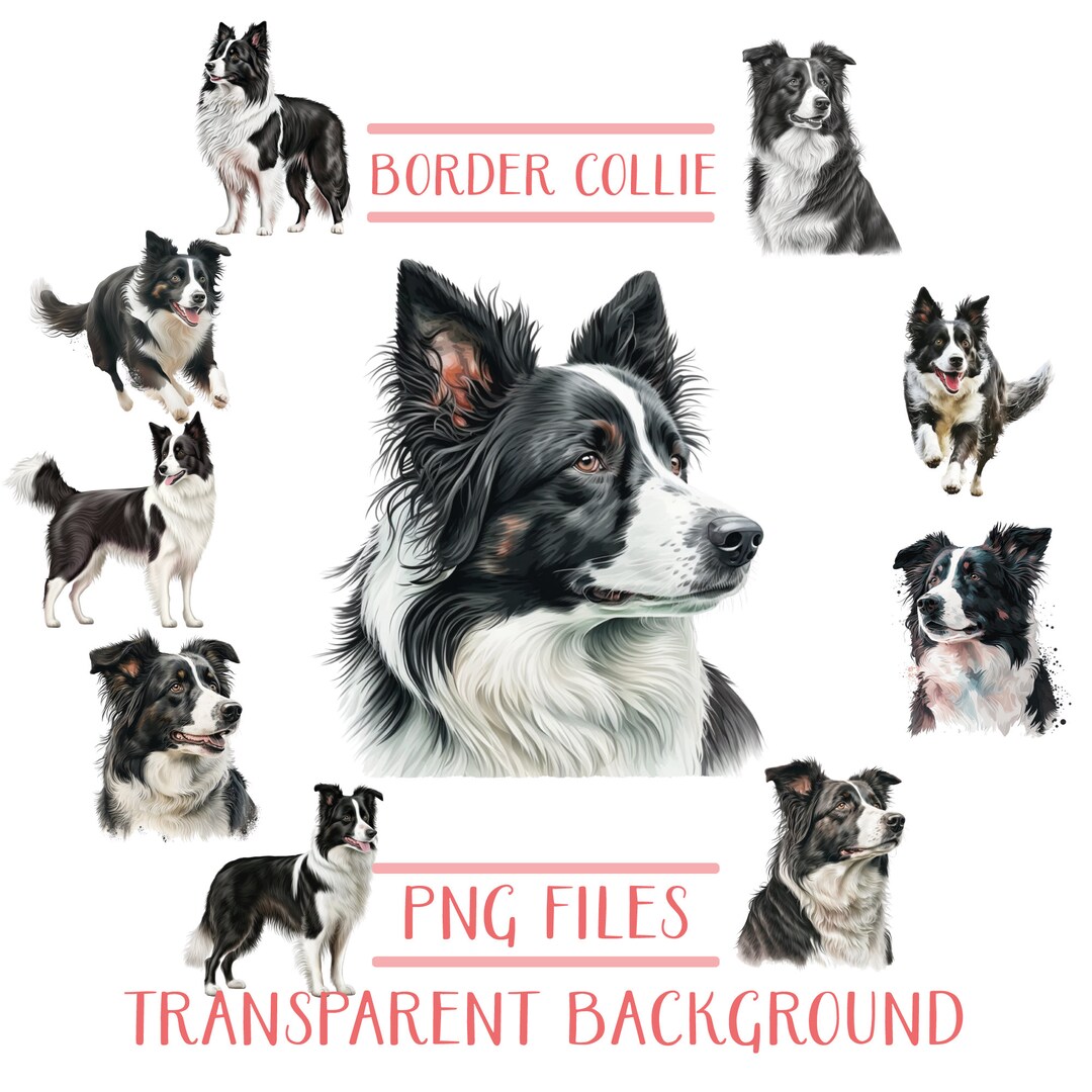 Border Collie Png Bundle, Png Sublimation of Border Collie, Border ...