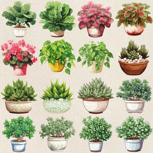 100+ Home Plants Clipart Bundle House Plants Png Set Indoor Plants ...