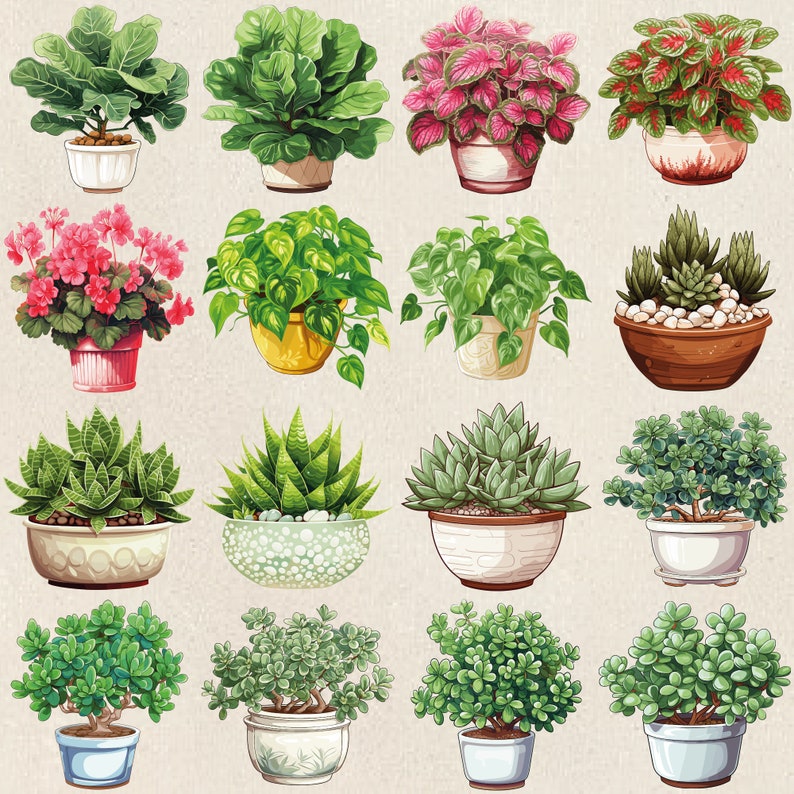 100+ Home Plants Clipart Bundle House Plants Png Set Indoor Plants ...