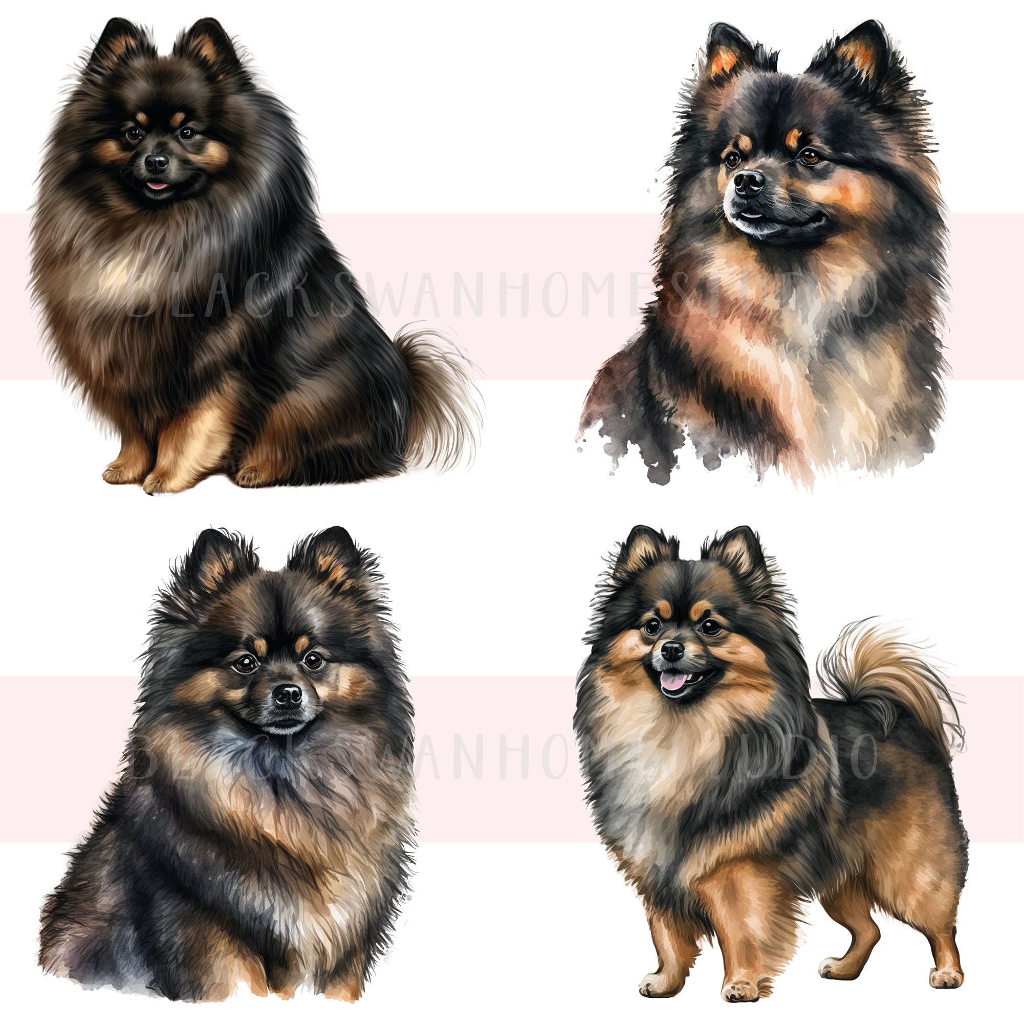 Black and Tan Pomeranian Png Bundle Digital Download Files - Etsy