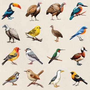 100 Birds Png Bundle Bird Clipart for Sublimation Bird Png for ...