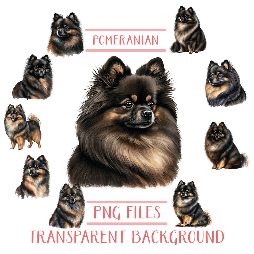 Black and Tan Pomeranian Png Bundle Digital Download Files, Pomeranian ...