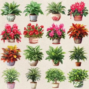 100+ Home Plants Clipart Bundle House Plants Png Set Indoor Plants ...