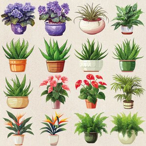 100+ Home Plants Clipart Bundle House Plants Png Set Indoor Plants ...