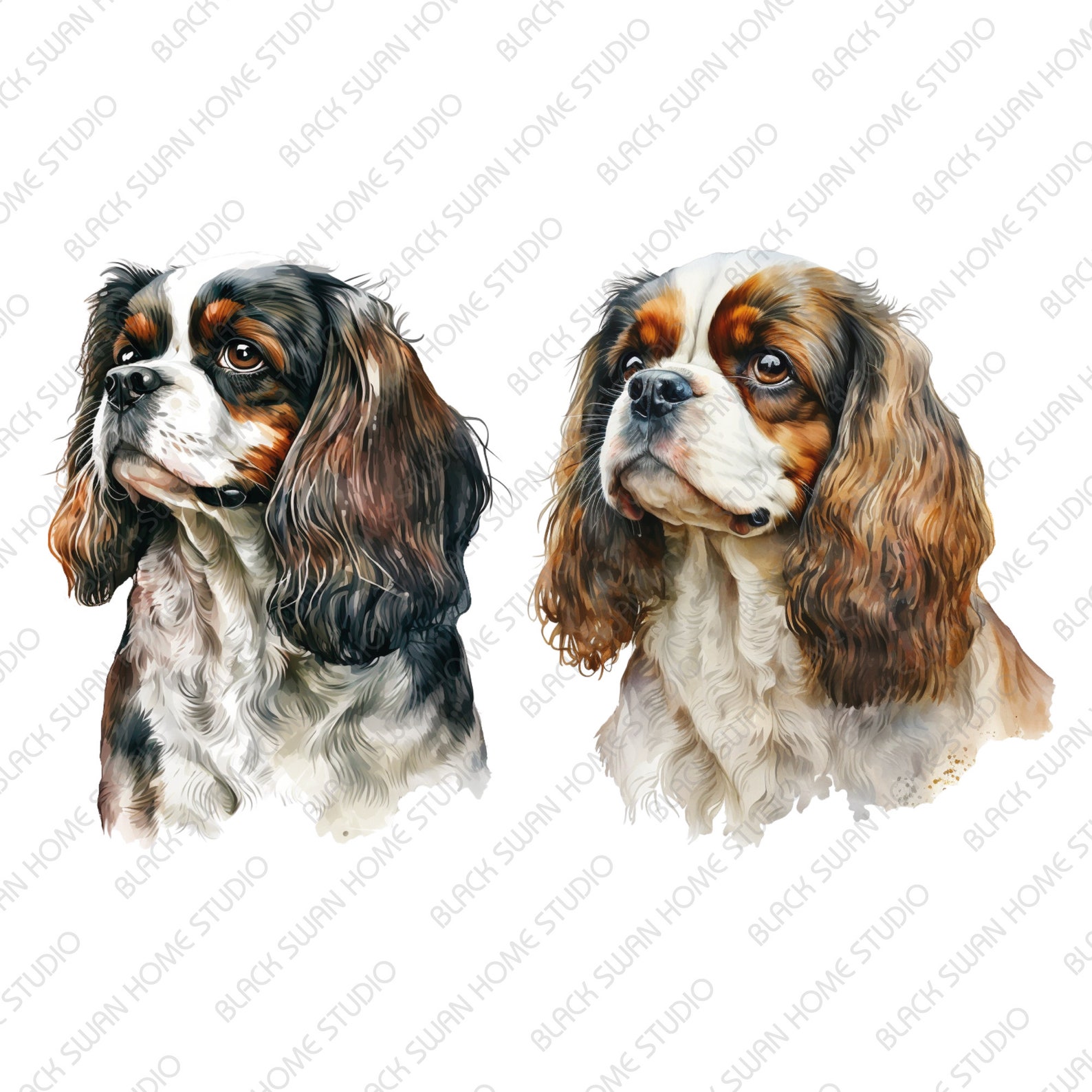 King Charles Cavalier Spaniel Png Bundle, Cavalier King Charles Spaniel ...