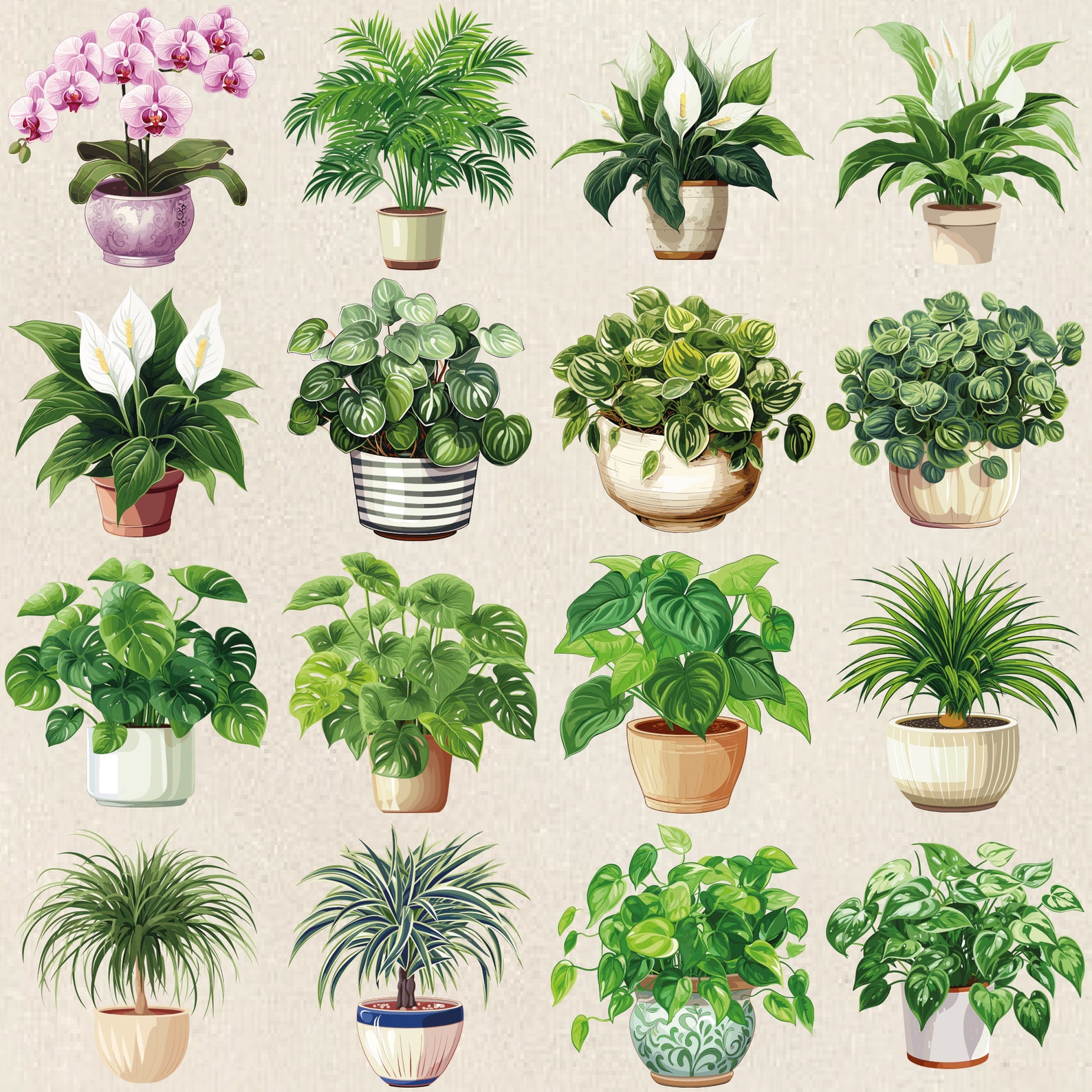 100+ Home Plants Clipart Bundle House Plants Png Set Indoor Plants ...