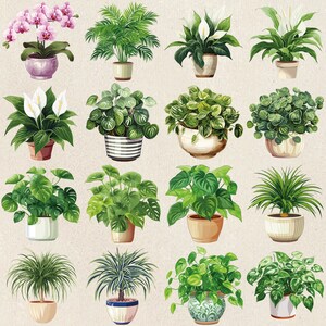 100+ Home Plants Clipart Bundle House Plants Png Set Indoor Plants ...