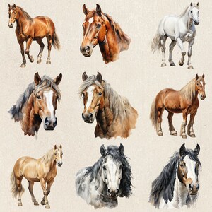 Watercolor Horse Clipart Bundle Horse Png Bundle Wild Horse Clipart Set ...