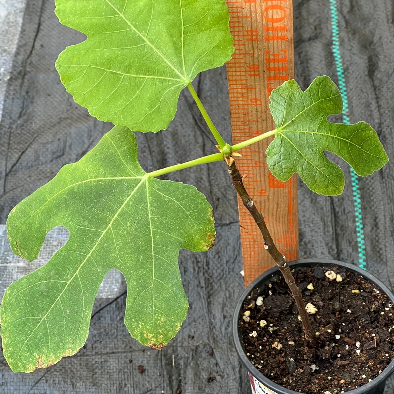 Smith Fig Tree - Etsy