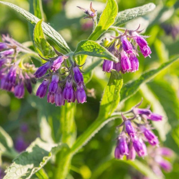 Knit Bone Comfrey - Etsy