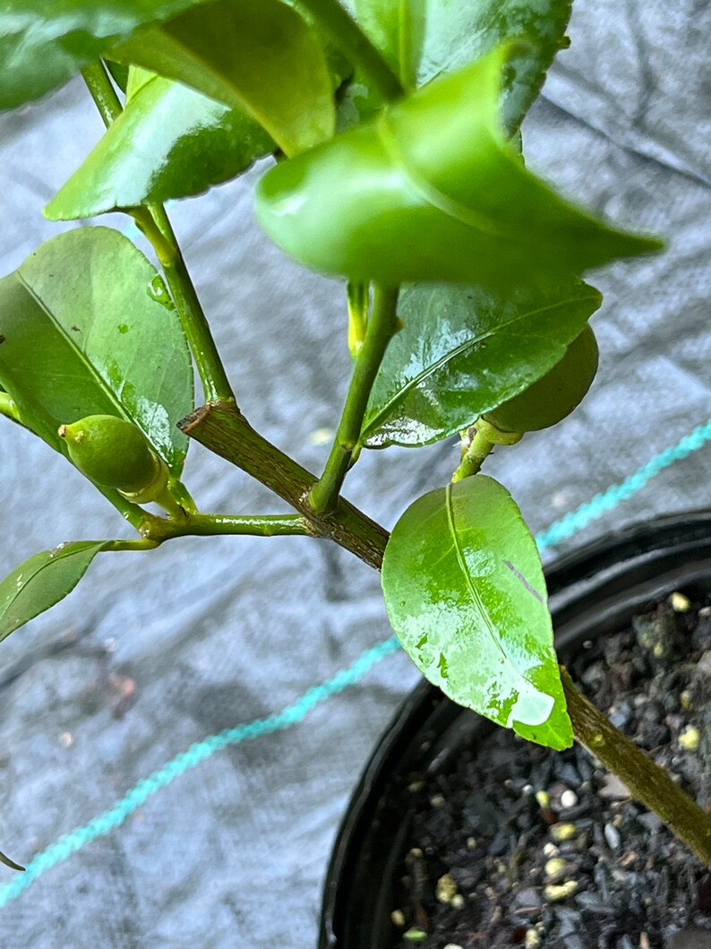 Bearss Lemon Citrus Tree Grafted - Etsy