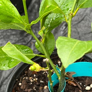 Bearss Lemon Citrus Tree Grafted - Etsy