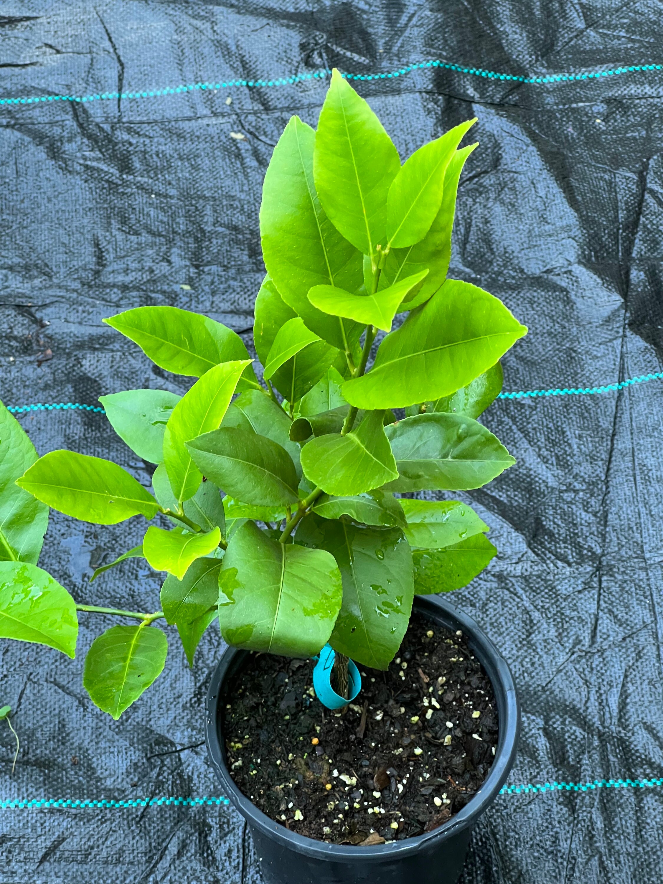 Bearss Lemon Citrus Tree Grafted - Etsy