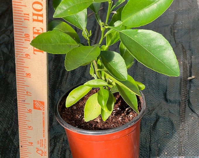 Ruby Red Grapefruit Tree - Etsy