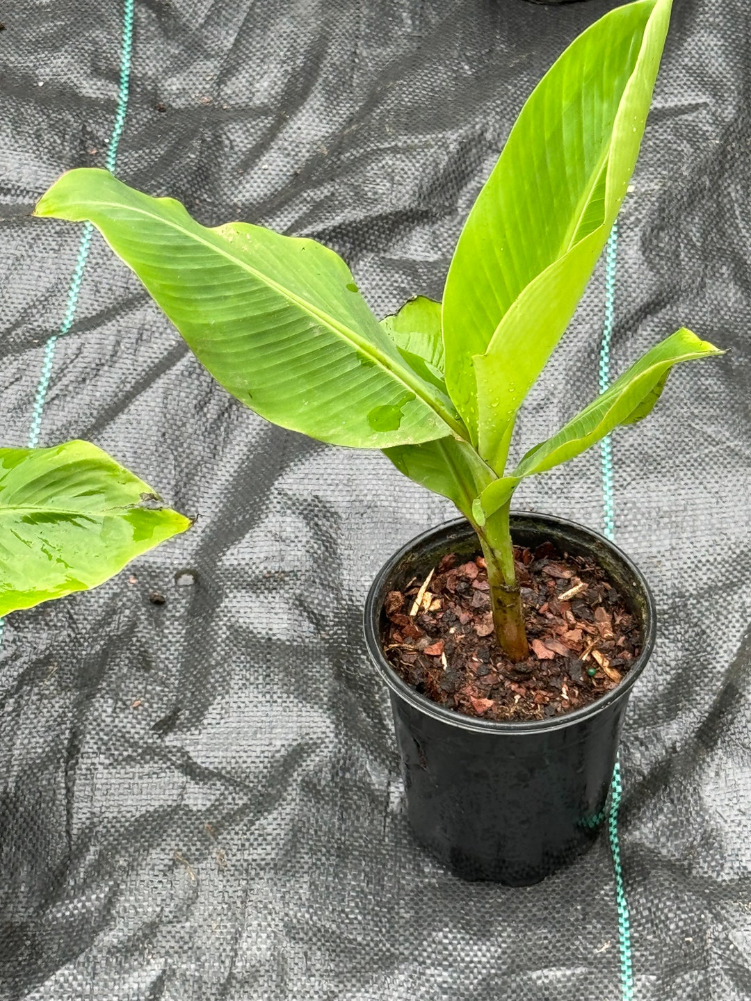 Hardy Banana (lady Fingers) - Etsy