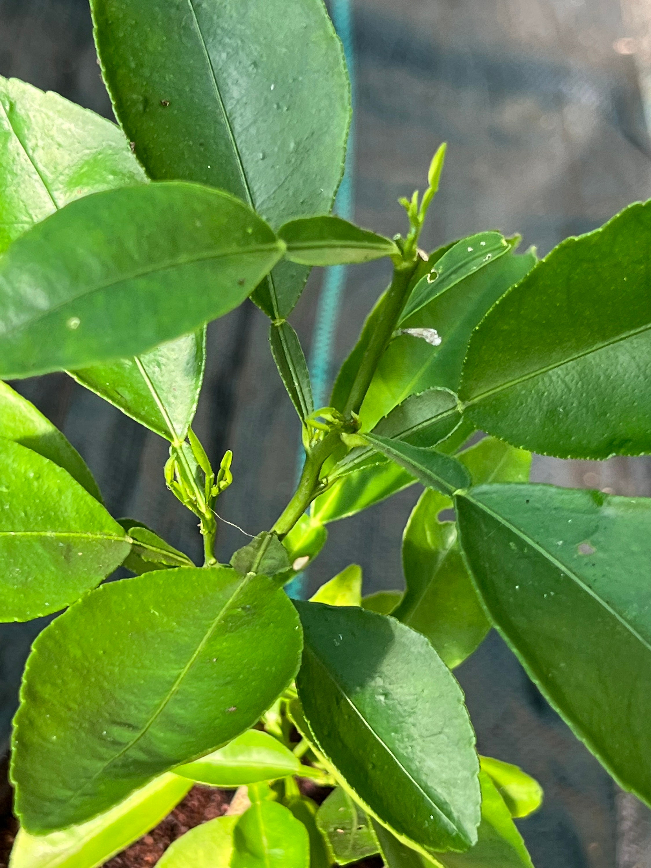Ruby Red Grapefruit Tree - Etsy