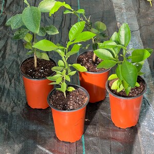 Ruby Red Grapefruit Tree - Etsy