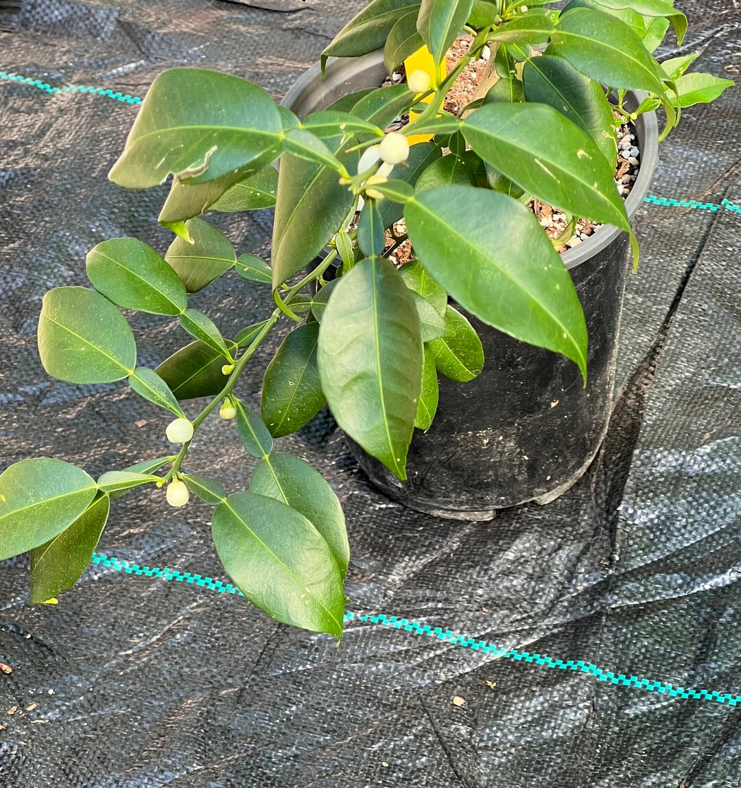 Prized & Rare Yuzu Citron - Etsy