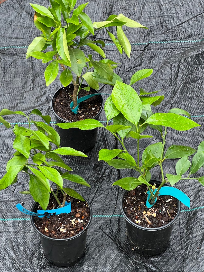 Bearss Lemon Citrus Tree Grafted - Etsy