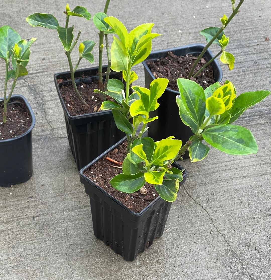 Golden Tip Shrub - Etsy