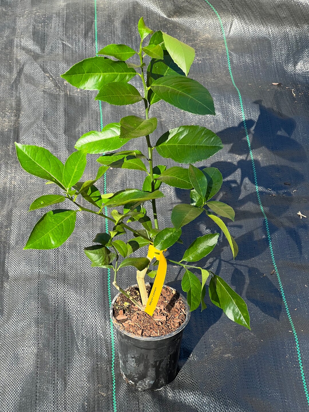 Meyer Lemon Tree - Etsy Australia