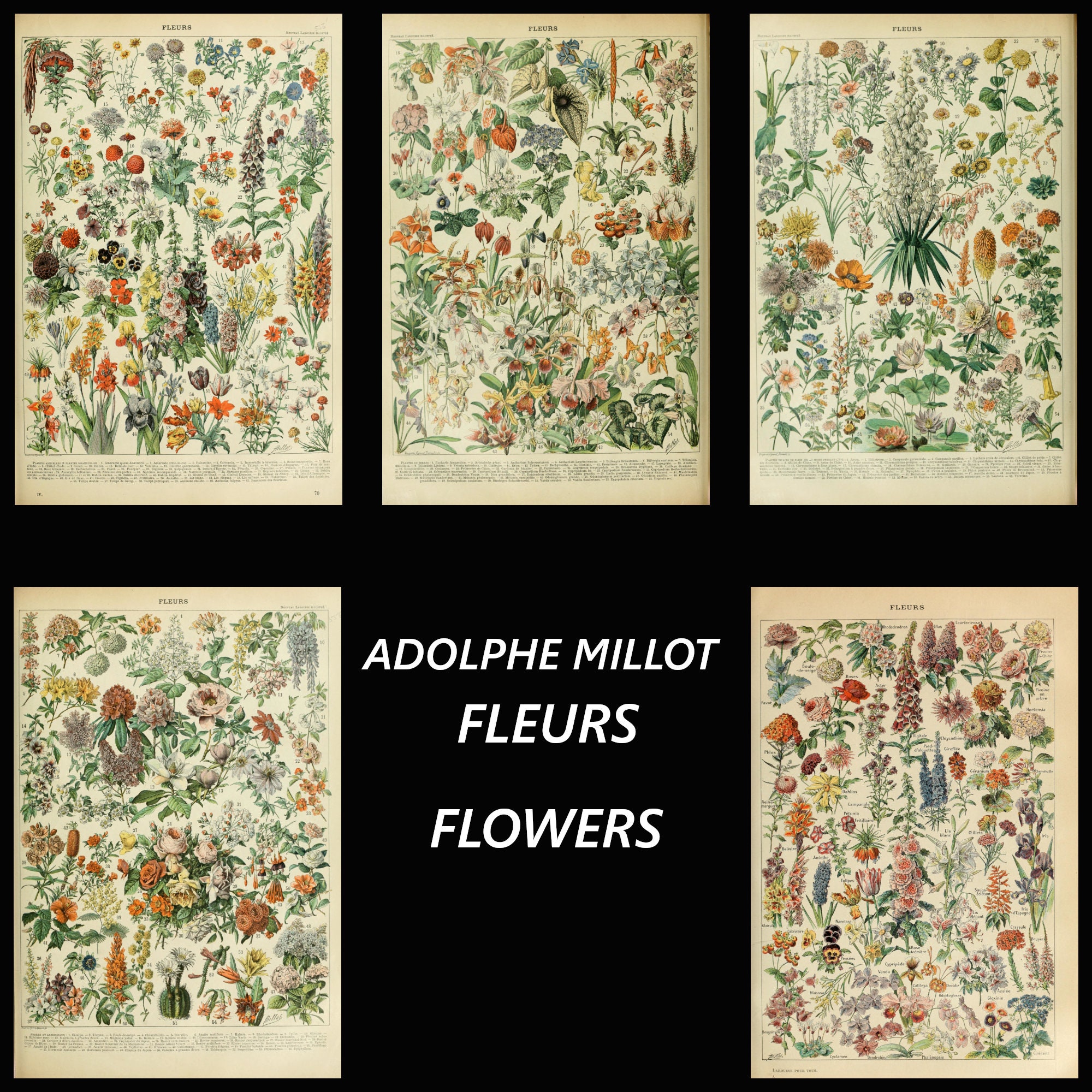 Adolphe Millot Prints for Download Set of 49 Illustrations Vintage ...