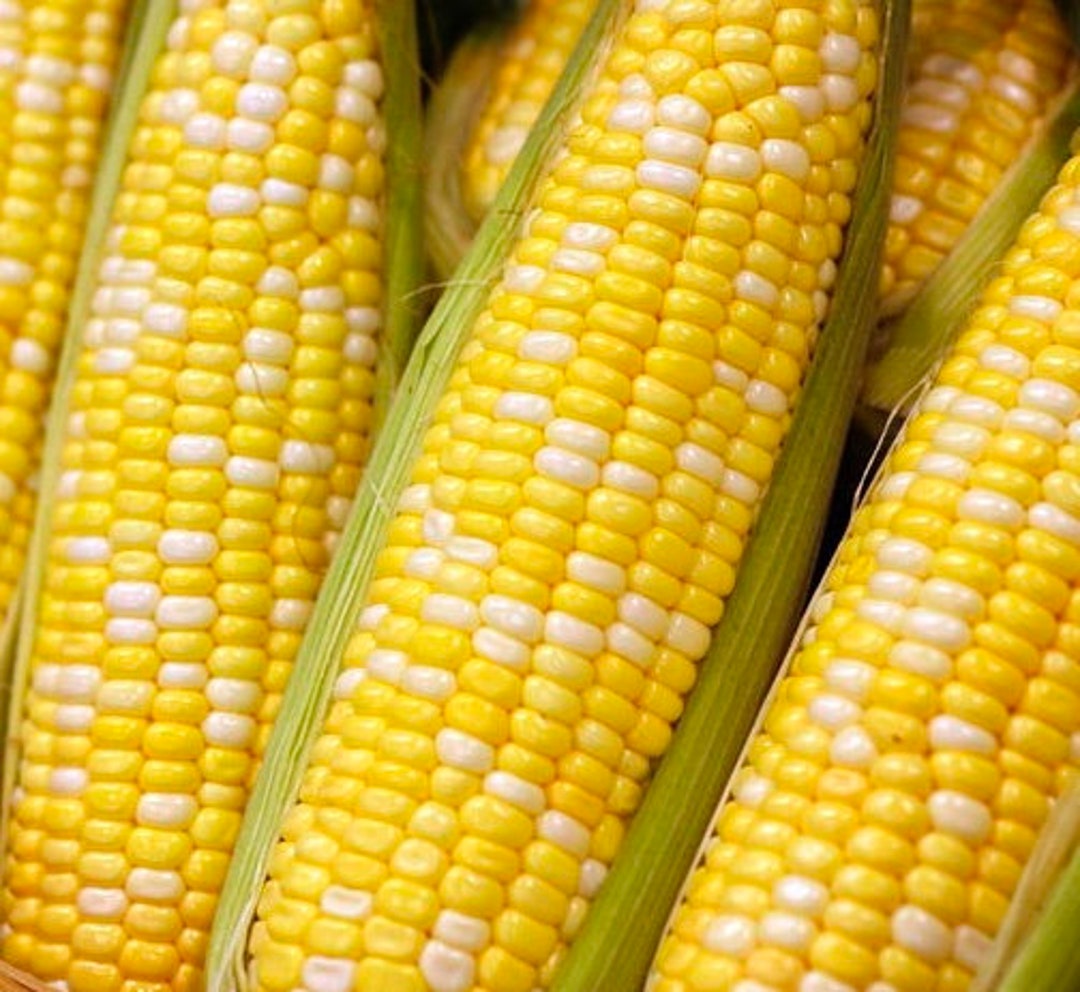 Bicolored Corn Seeds, Honey and Cream Corn, NON GMO - Etsy