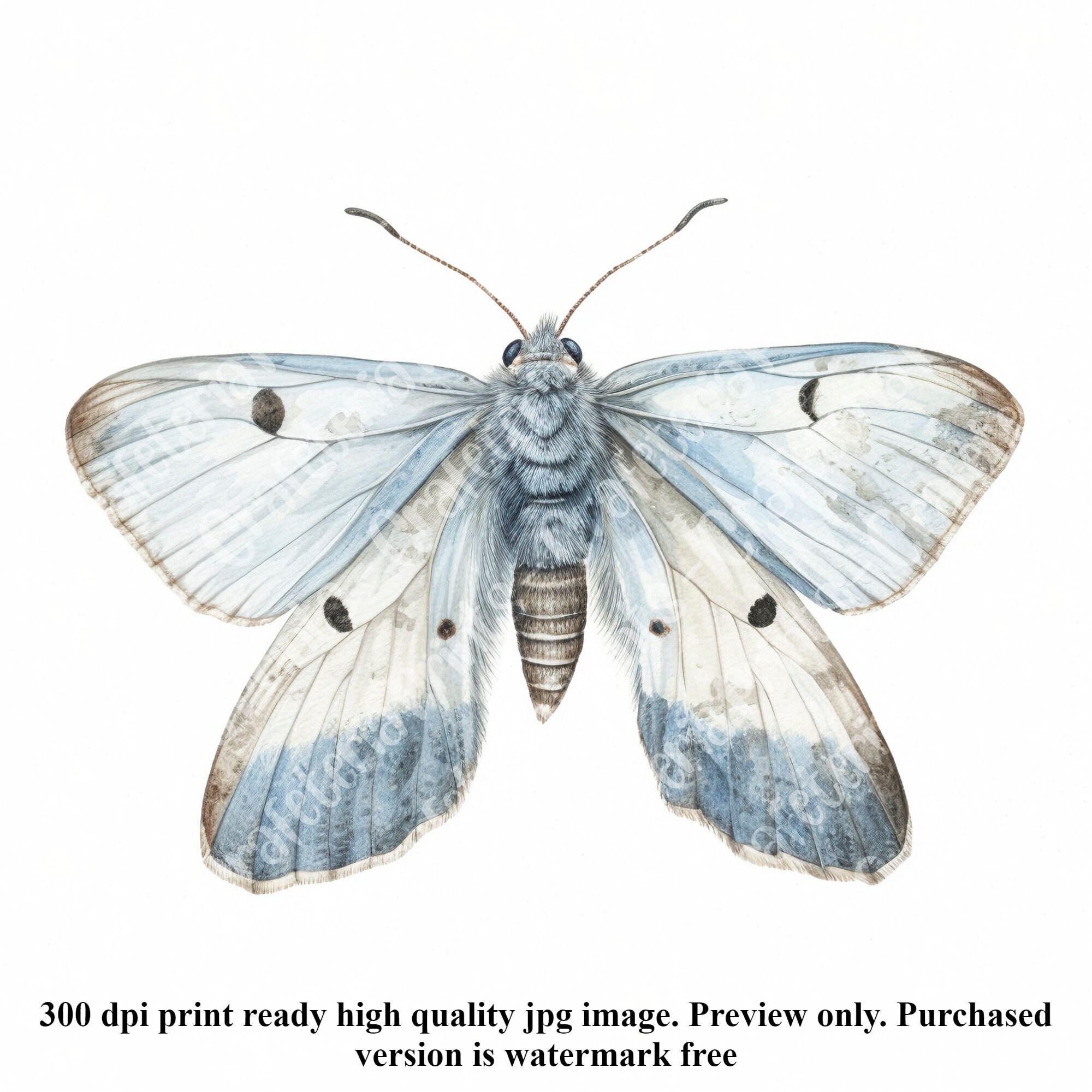 32 Pastel Moth Watercolor Clipart Images With Commercial - Etsy