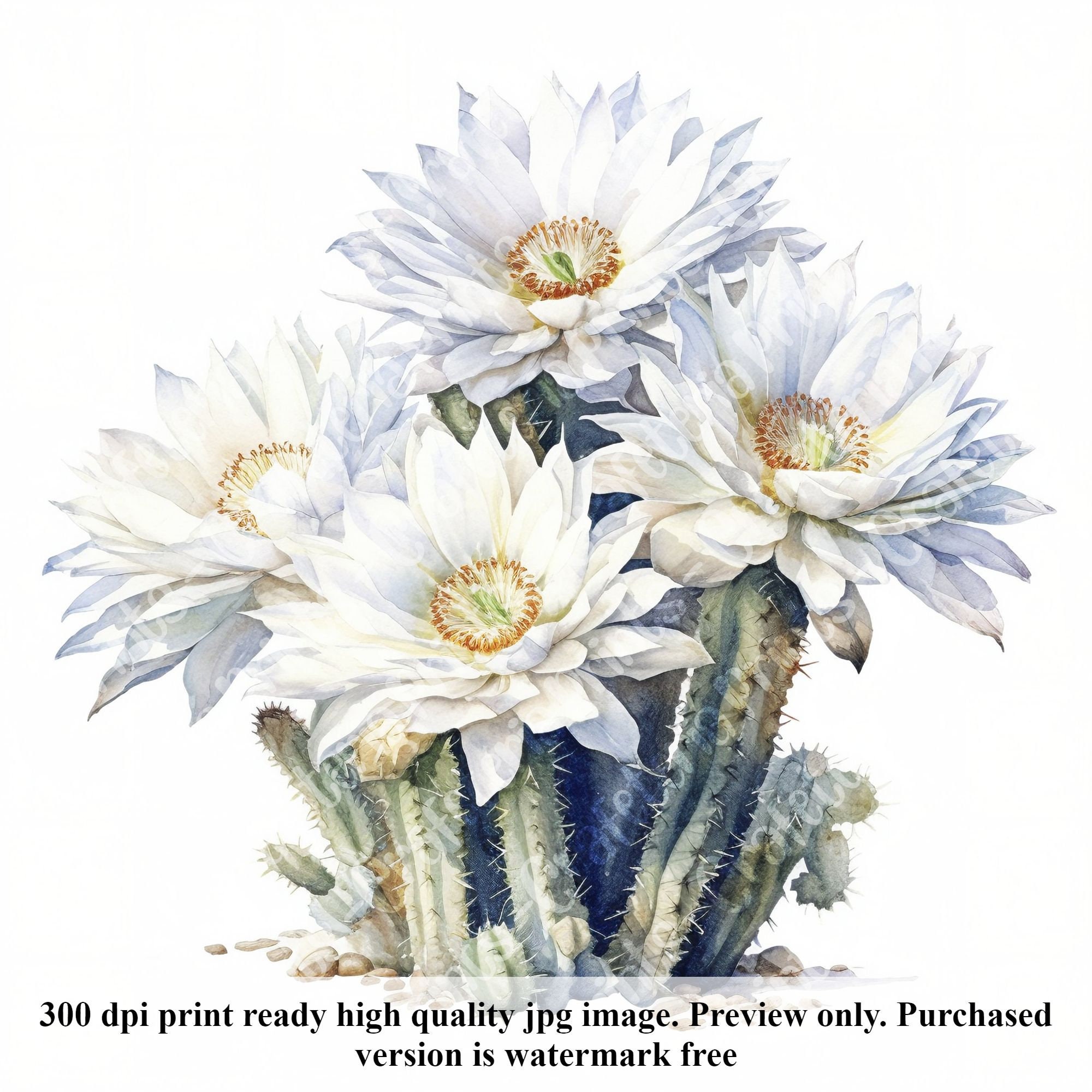 Watercolor Flowering Cactus Clipart Set Commercial Use 22 - Etsy