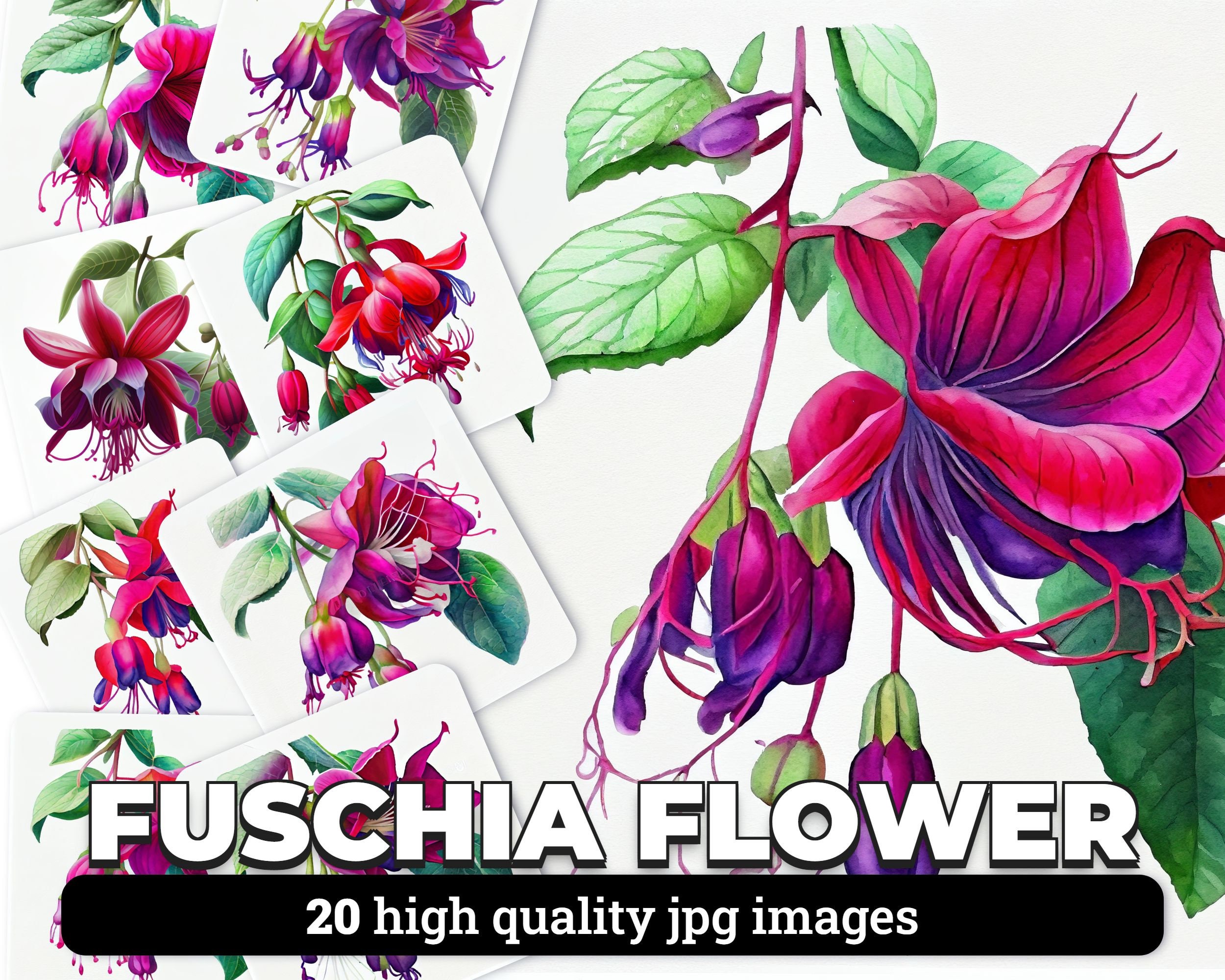 Watercolor Fuschia Flower Clipart 21 JPG Images With - Etsy