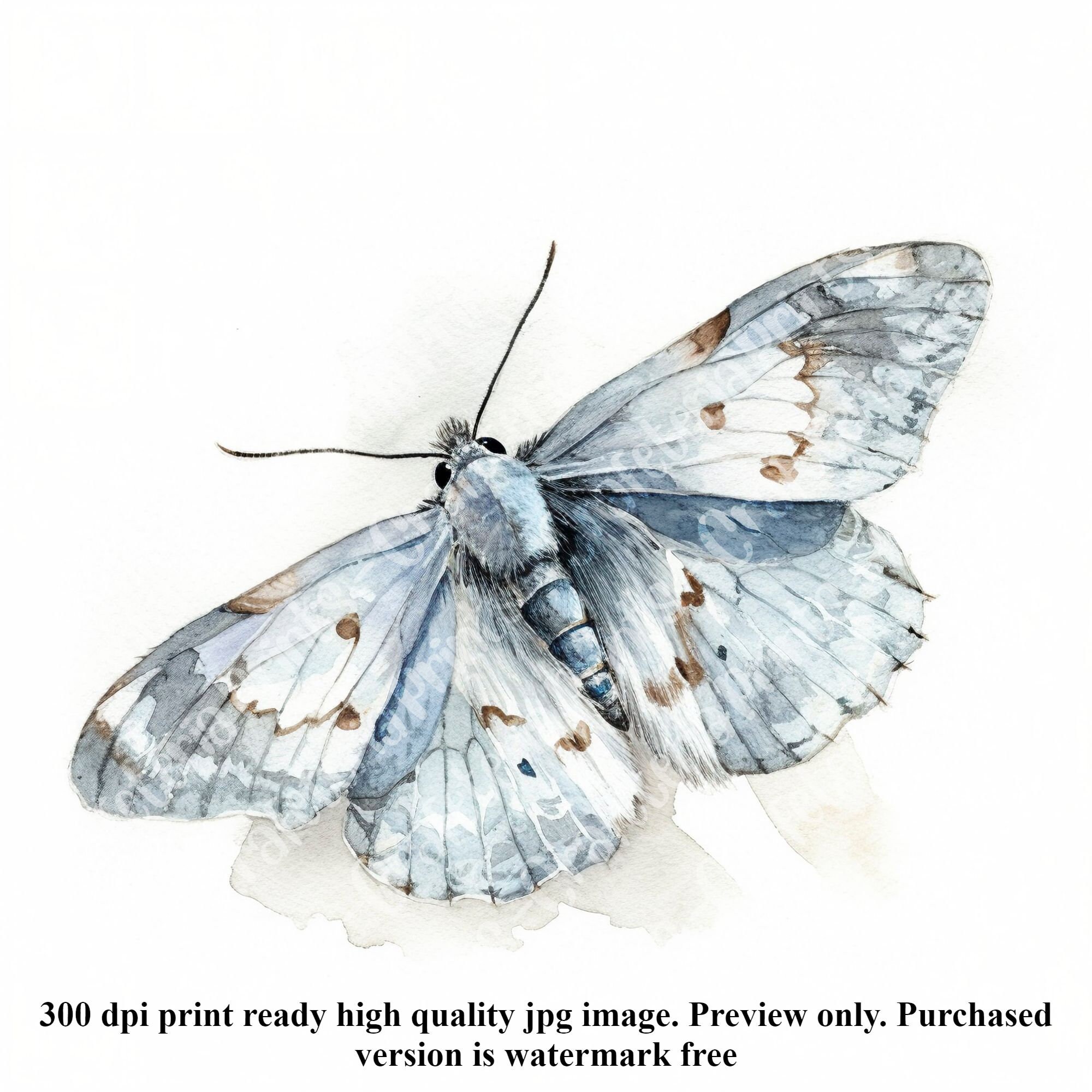 32 Pastel Moth Watercolor Clipart Images With Commercial - Etsy