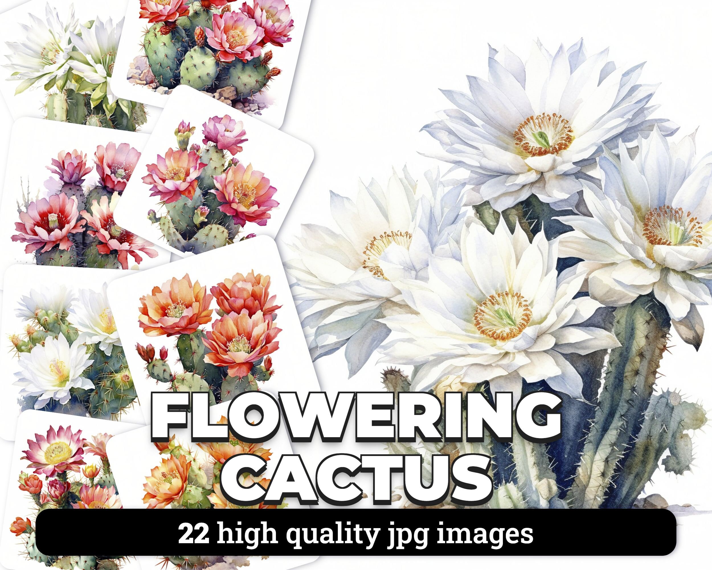 Watercolor Flowering Cactus Clipart Set Commercial Use 22 - Etsy