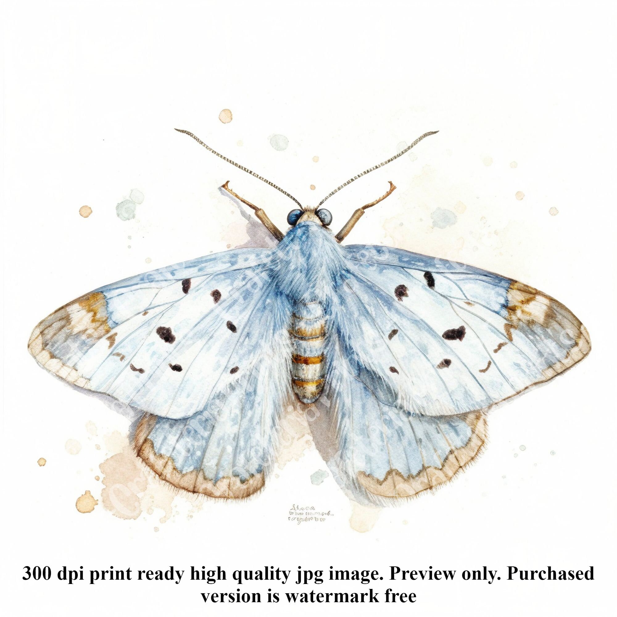 32 Pastel Moth Watercolor Clipart Images With Commercial - Etsy