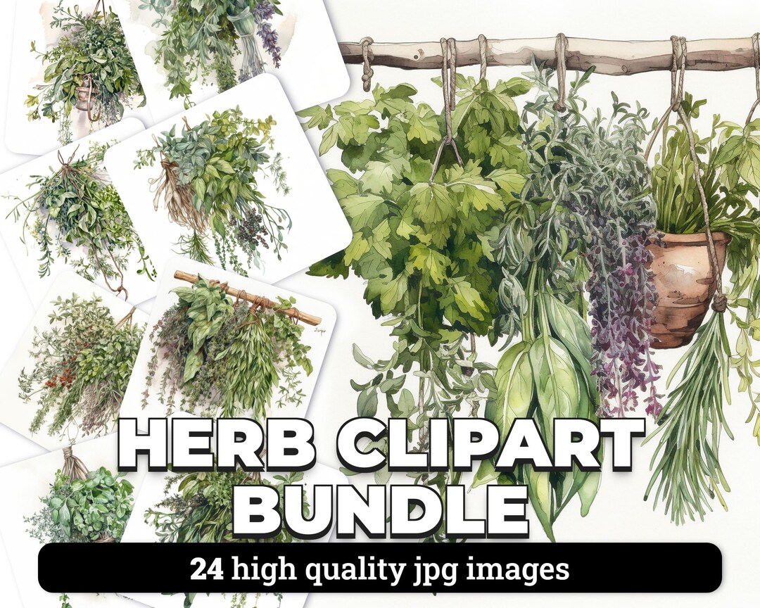 Watercolor Hanging Herb Bundle Clipart Images - 24 Jpgs With Commercial ...