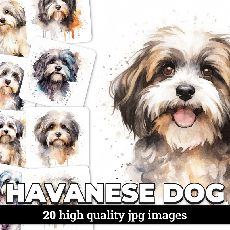 Havanese Stickers - Etsy