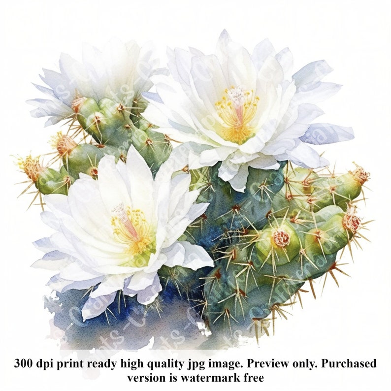 Watercolor Flowering Cactus Clipart Set Commercial Use 22 - Etsy