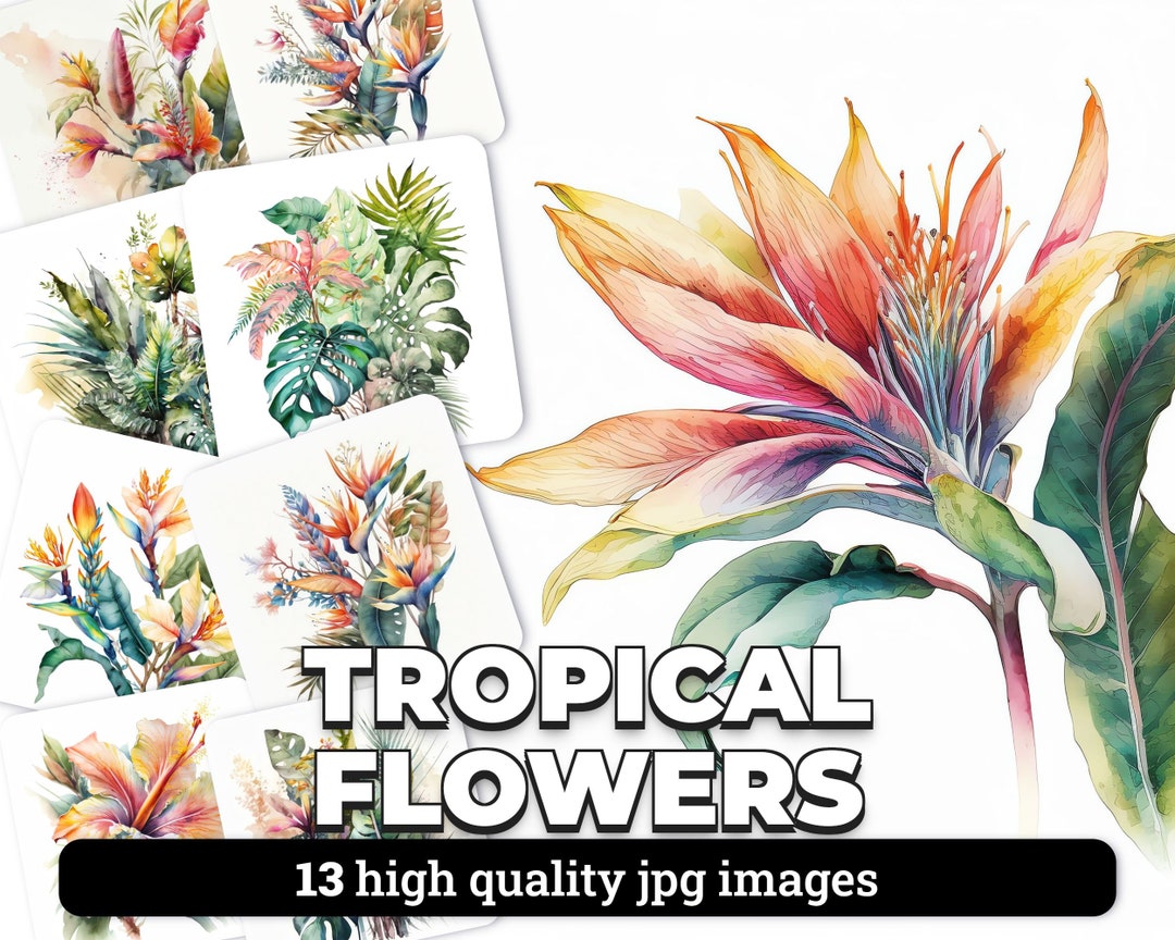 Tropical Flower Watercolor Clipart 13 JPG Images With Commercial ...