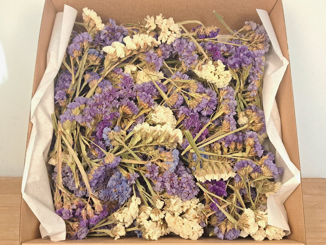 110pcs Dried Statice Head Craft Box, Dried Limonium Heads, Dried ...