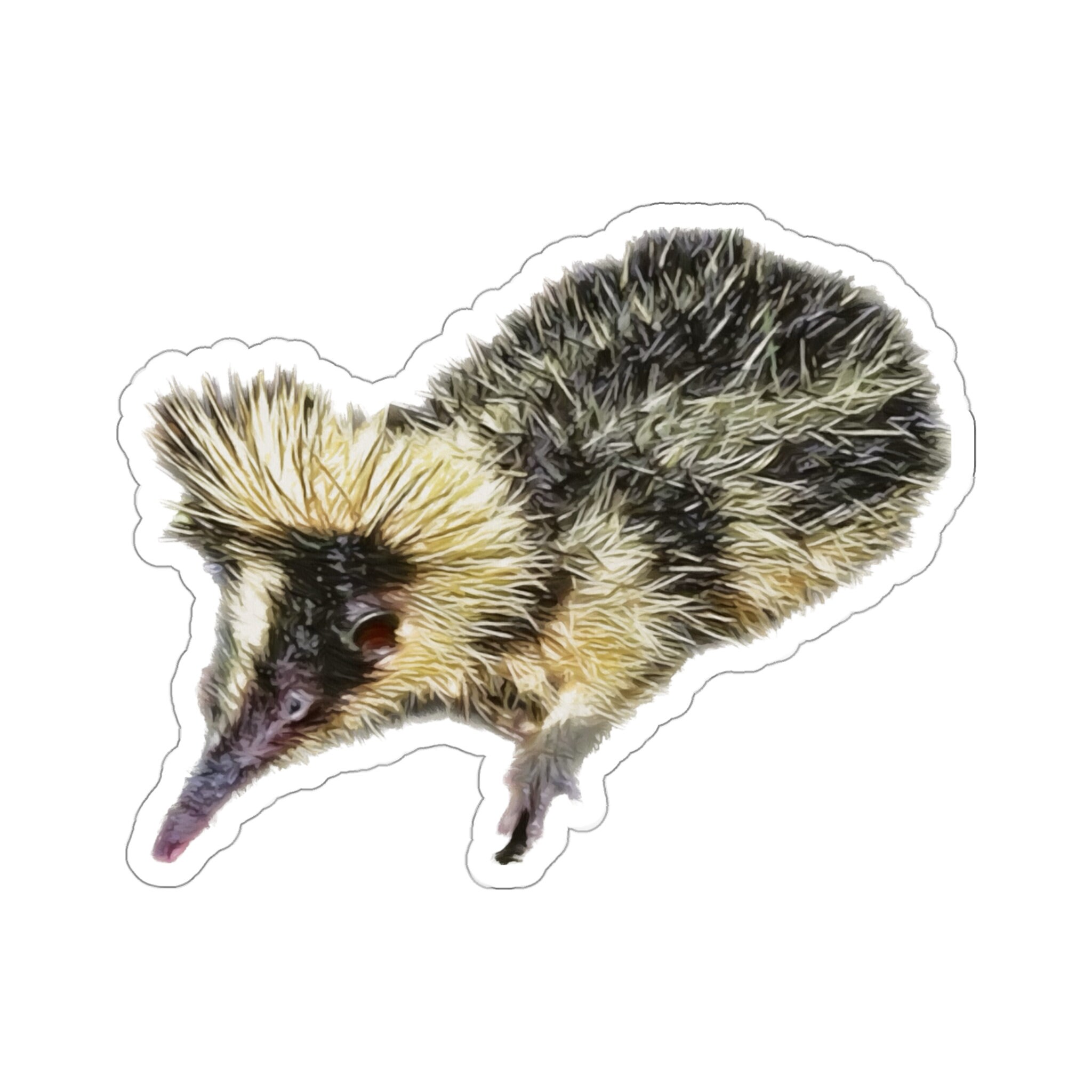 Highland Streaked Tenrec