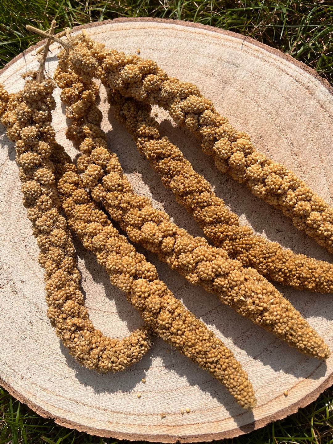 Millets, Hamster Sprays, Hamster Enrichment, Hamster Treats, Hamster ...