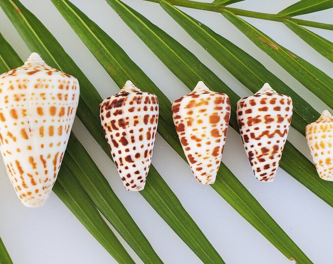 SW Florida Beach Found Alphabet Cone Seashells - Etsy
