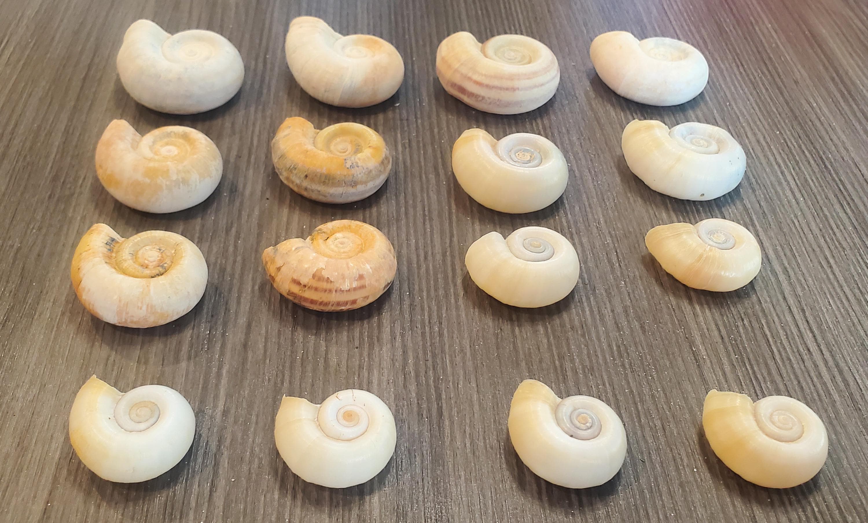 Set of 16 SW Florida Found Ram Horn Snail Shells - Etsy