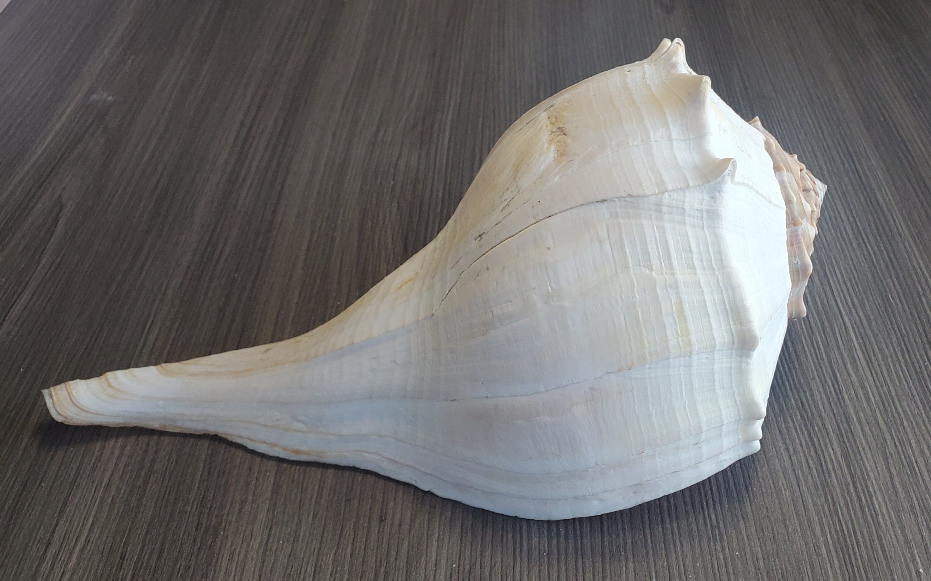 SW Florida Beach Found Lightning Whelk Seashell - Etsy