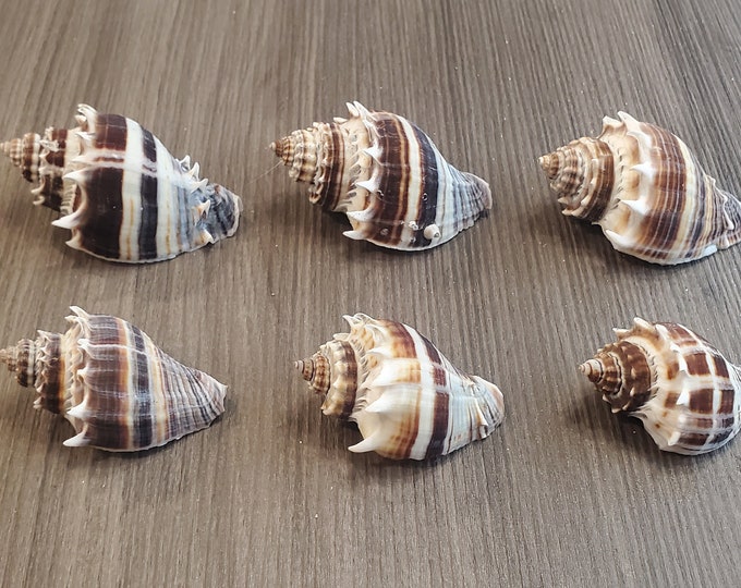 Set of 6 SW Florida Beach Found King Crown Conch Seashells - Etsy