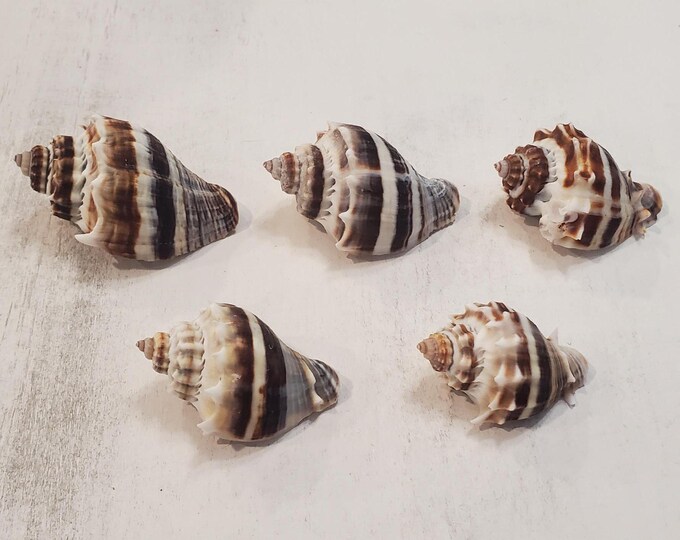Set of 5 SW Florida Beach Found King Crown Conch Seashells - Etsy