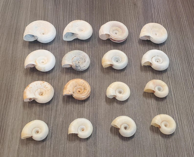 Set of 16 SW Florida Found Ram Horn Snail Shells - Etsy