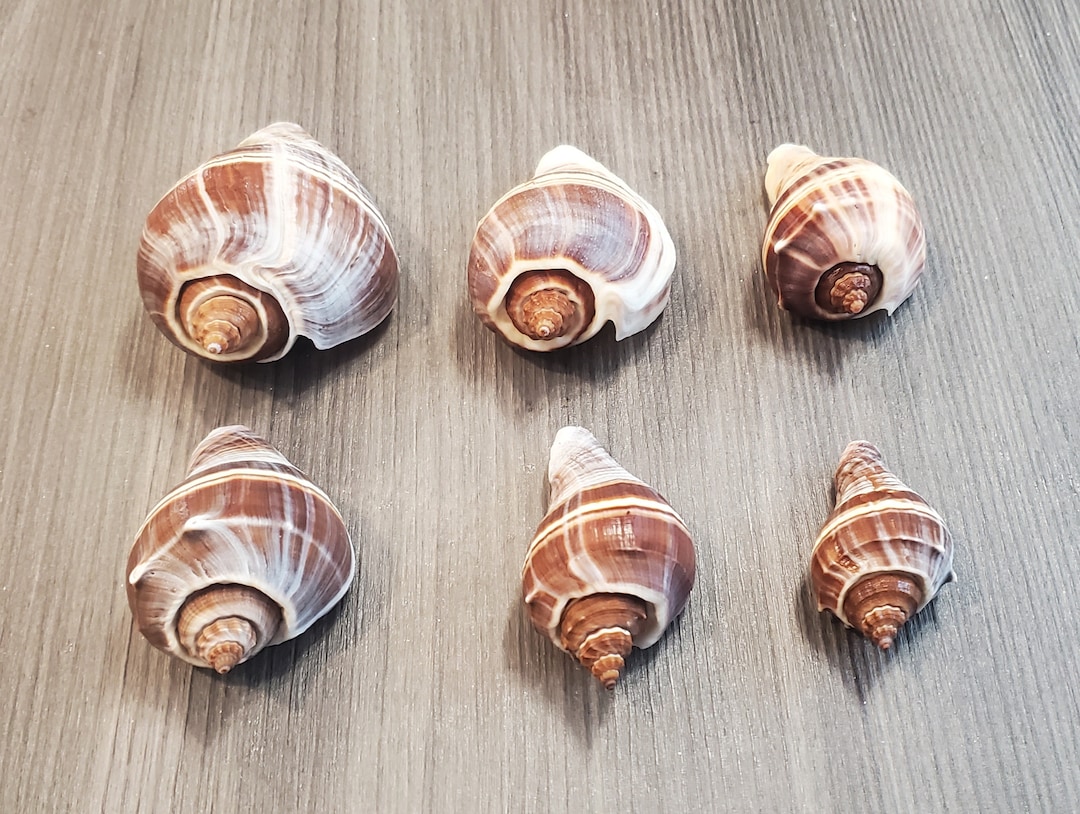 Set of 6 Caribbean Crown Conch Seashells - Etsy