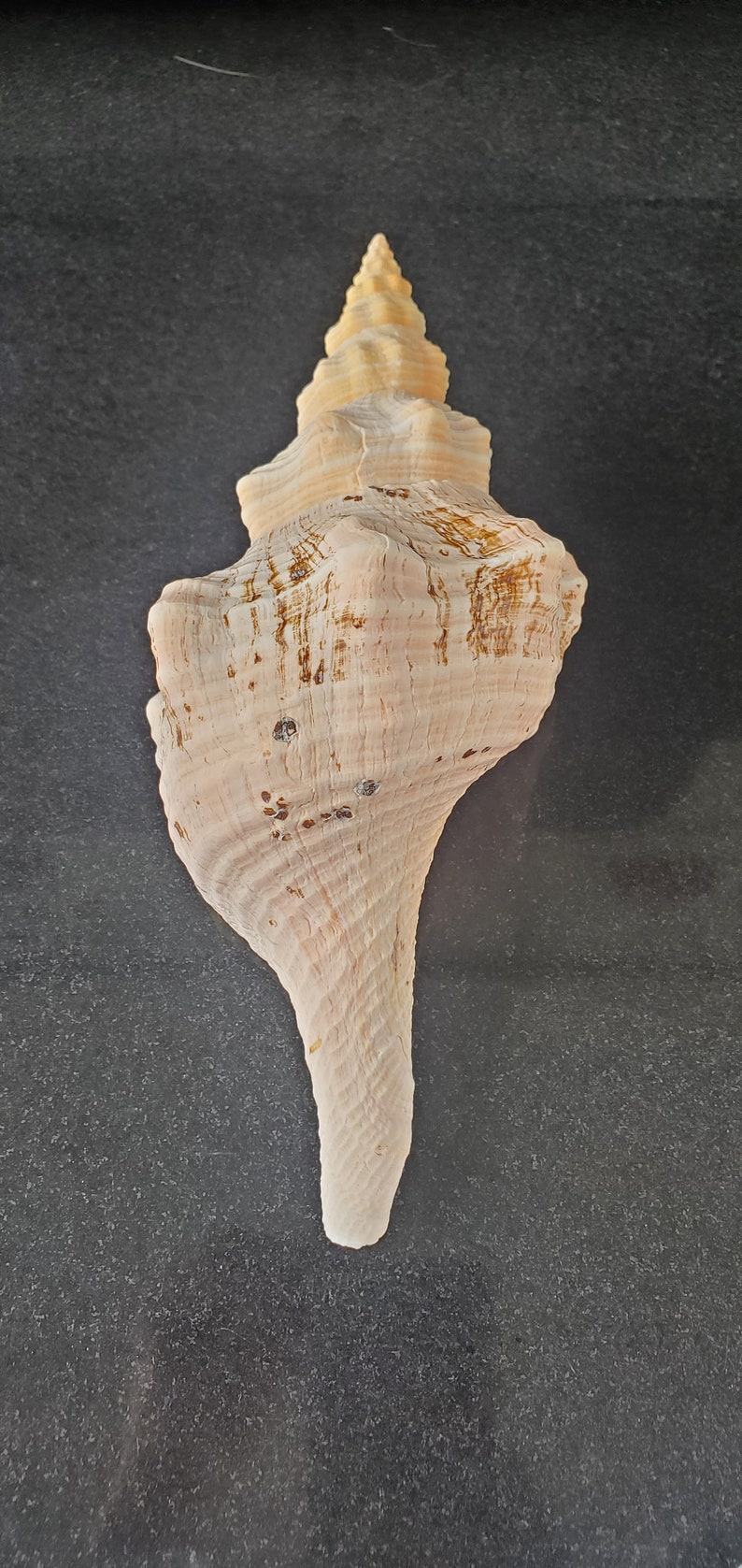 SW Florida Beach Found Horse Conch Seashell - Etsy