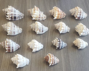 Huge SW Florida Beach Found King Crown Conch Seashell - Etsy