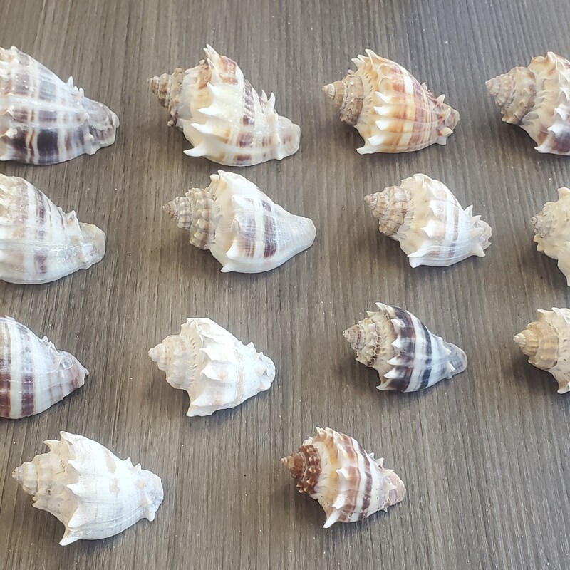 Sea Shell Crown - Etsy